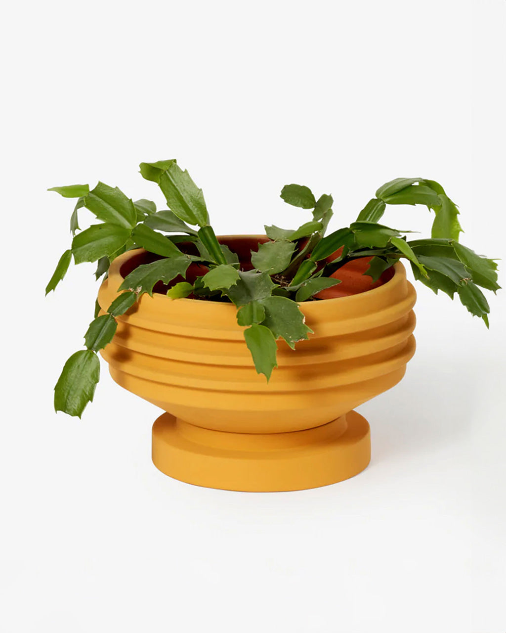Strata Plant Vessel - Yellow – ban.do